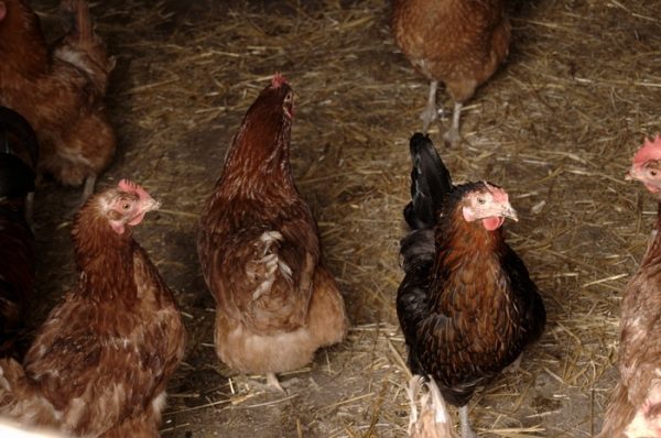 Nidales para Gallinas, qué tener en cuenta y cómo elegirlo