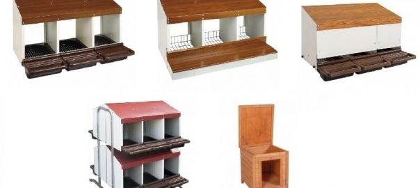 Nidales para Gallinas, qué tener en cuenta y cómo elegirlo