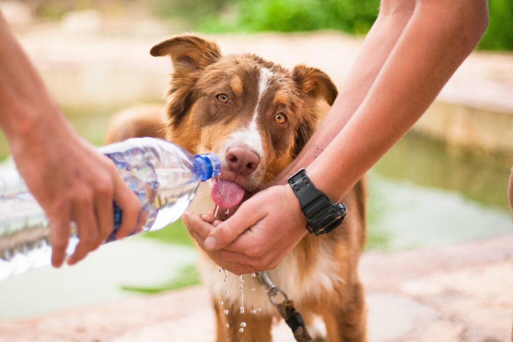 La importancia de una buena hidratación para tu perro